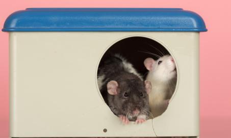 Rats | PetMD