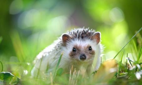 Pet Hedgehog Care and Facts | PetMD
