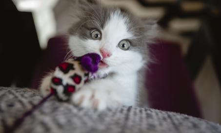 The Best Pet Health & Care Advice from Real Vets | PetMD