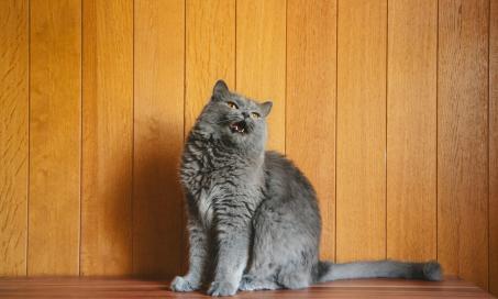 The Best Pet Health & Care Advice from Real Vets | PetMD