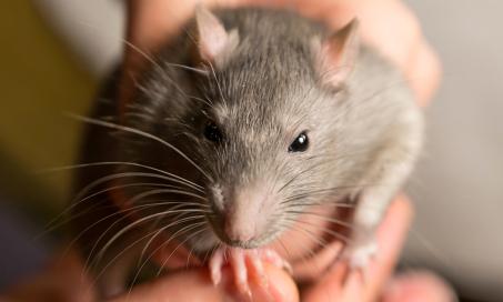 Rats | PetMD