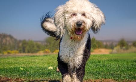 Top 14 Types of Doodle Dogs | PetMD