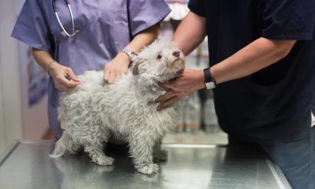 Lumps, Bumps, and Cysts on Dogs | PetMD