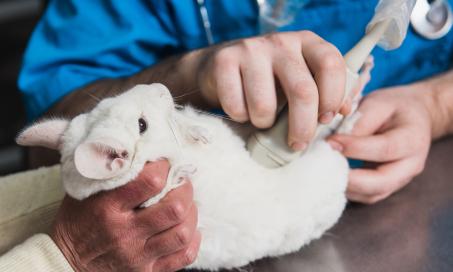 51 Common Diseases That Affect Chinchillas | PetMD