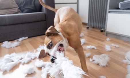 How to Stop a Puppy From Chewing Everything in Sight | PetMD