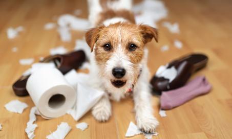 What Are The Early Signs Of Bloat In A Dog