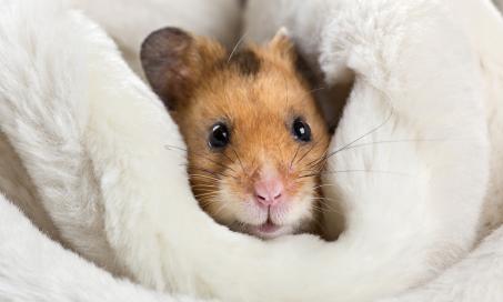 Hamsters | PetMD