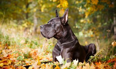 Puppies | PetMD