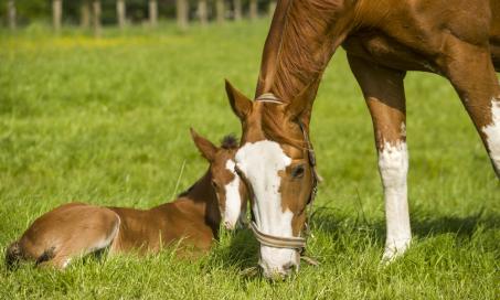 Horse Breeding and Foal Care | PetMD