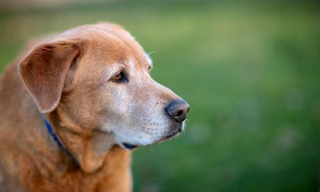 Adult Dogs | PetMD