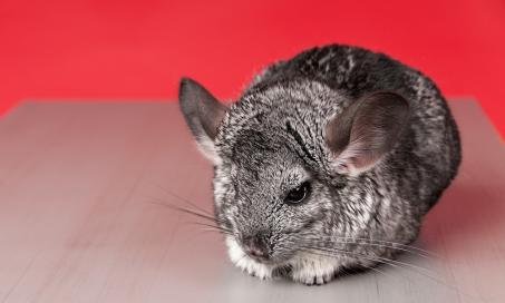 Chinchilla | PetMD