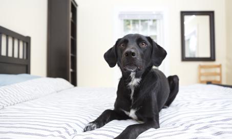 Adult Dogs | PetMD