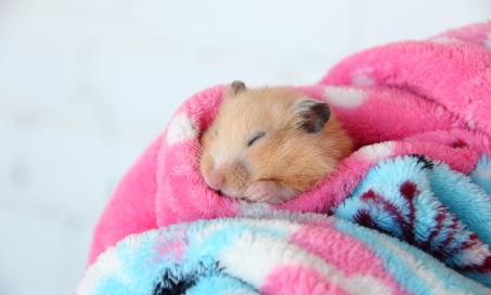 Hamsters | PetMD
