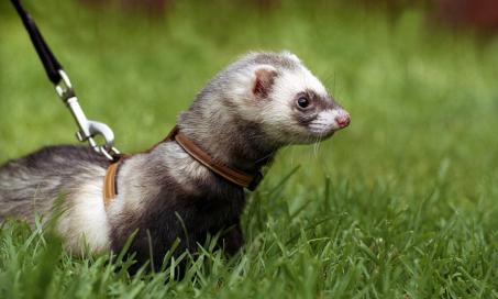 Ferrets | PetMD