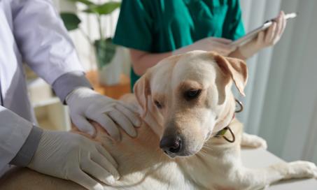 Dr. Molly Price | PetMD Vets