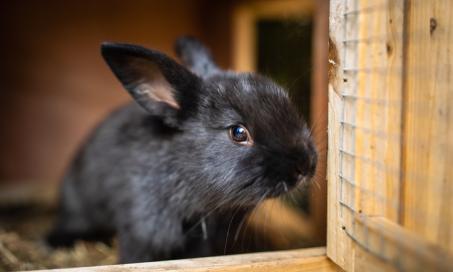 Rabbits - Page 3 | PetMD