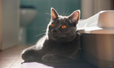 10 Best Cat Litters in 2025, Recommended by Vets | PetMD