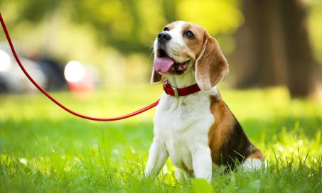 The 8 Best Heartworm Preventative Medications and Products for Dogs in ...