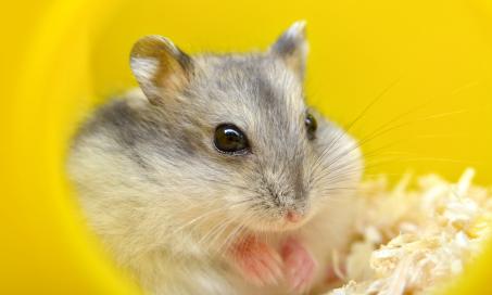 Hamsters | PetMD