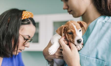 Care & Healthy Living | PetMD