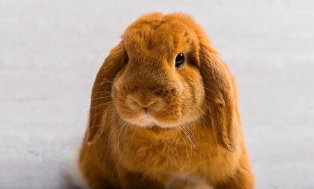Rabbits | PetMD