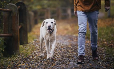 The Best Pet Health & Care Advice from Real Vets | PetMD