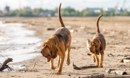 Adult Dogs | PetMD