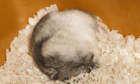 Hamsters | PetMD