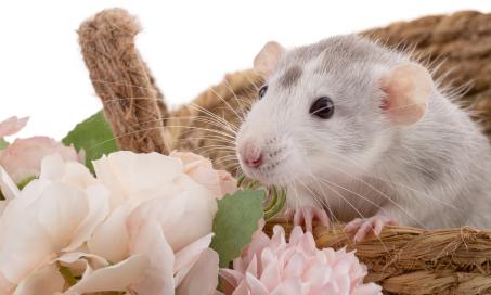 Rats | PetMD