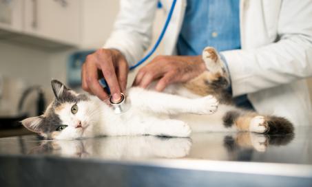Cancer in Cats | PetMD