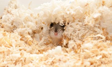 Hamsters | PetMD