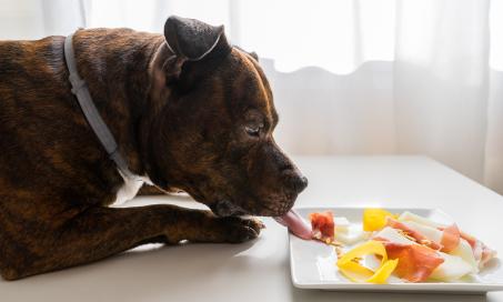 Dog Nutrition Center | PetMD