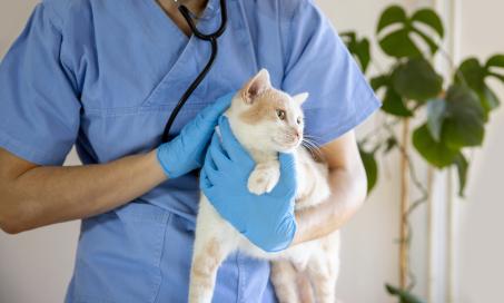 Symptoms & What They Mean | PetMD