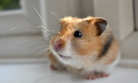 Hamsters | PetMD