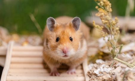 Hamsters | PetMD