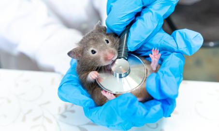 Hamsters | PetMD