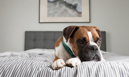 Pet Safety Tips for Pet-Proofing Your Home | PetMD