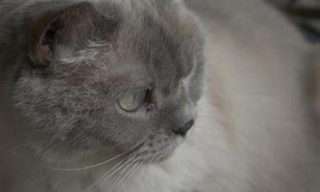 American Domestic | PetMD