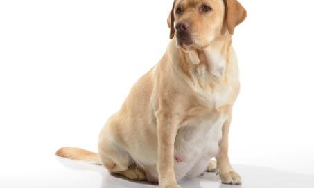 Miscarriage in Dogs | PetMD