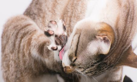 Staph Infection in Cats | PetMD