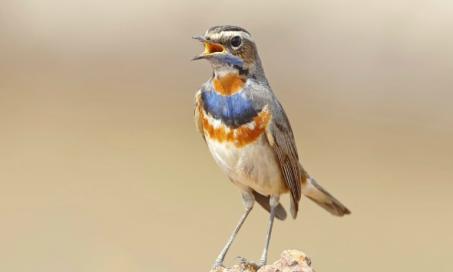 Scaly Face Or Leg Mite Infection in Birds | PetMD