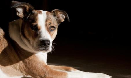 Drug Poisoning in Dogs | PetMD