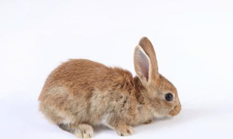 Rabbits - Page 9 | PetMD