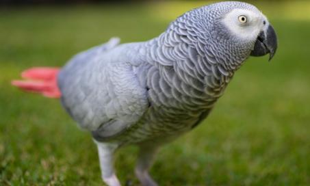 Macaw Wasting Disease in Birds | PetMD