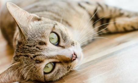 Blood in Cat Stool | PetMD