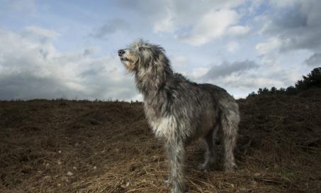 Chest Bone Deformity in Dogs | PetMD