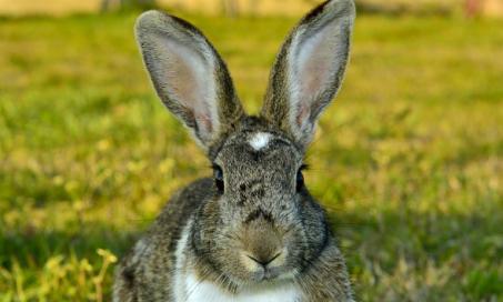 Head Tumors and Cancer in Rabbits | PetMD