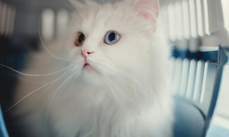 Cat Regurgitation | PetMD
