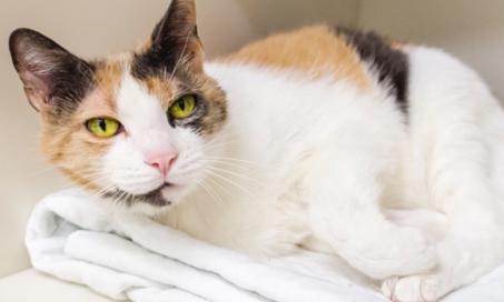 Why Do Cats Run Away? How Do Cats Find Their Way Home? | PetMD