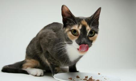 What Makes a Cat’s Coat Feel Greasy or Oily? | PetMD